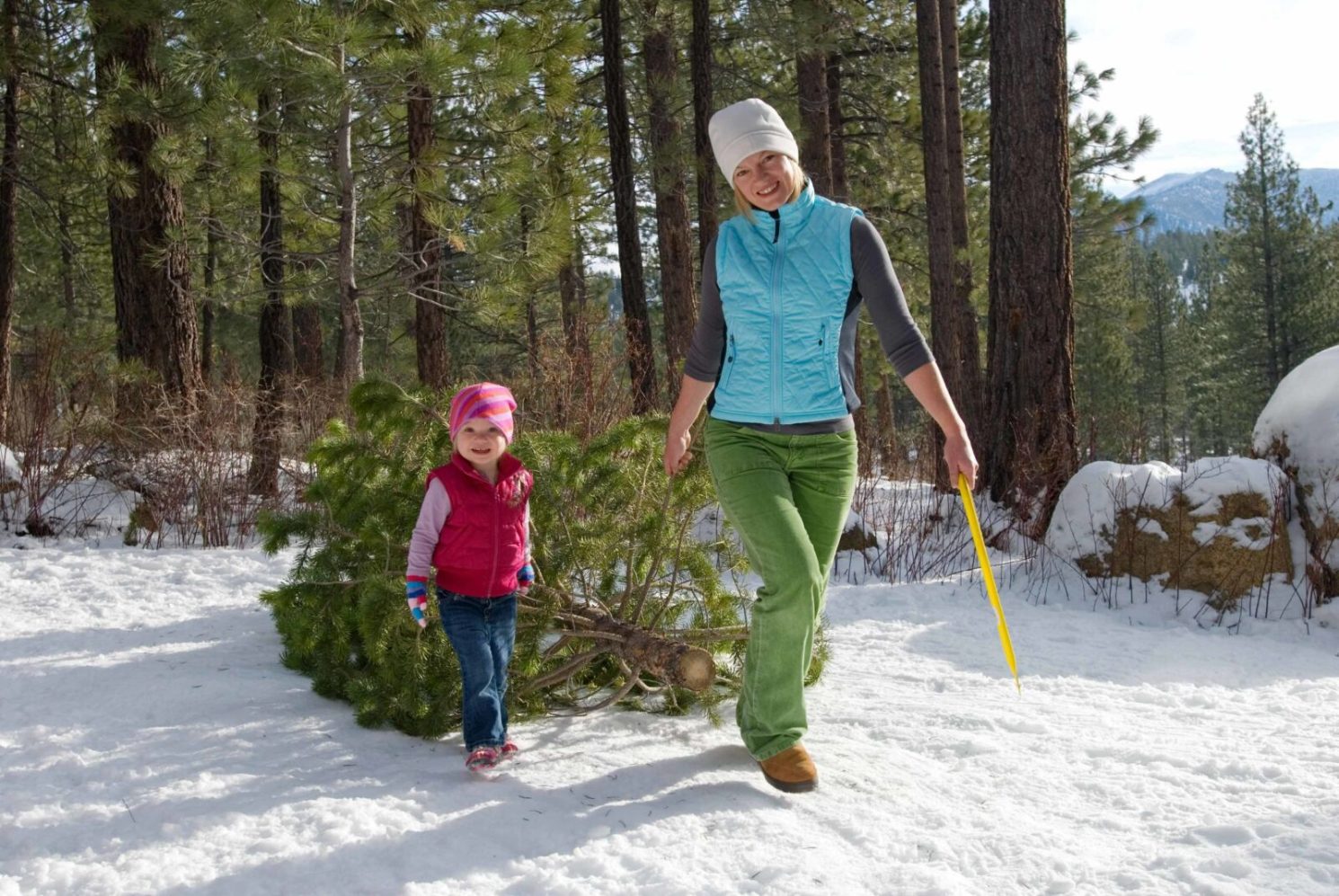 Plumas National Forest Christmas Tree Permits and Scheduled Saturday Sales