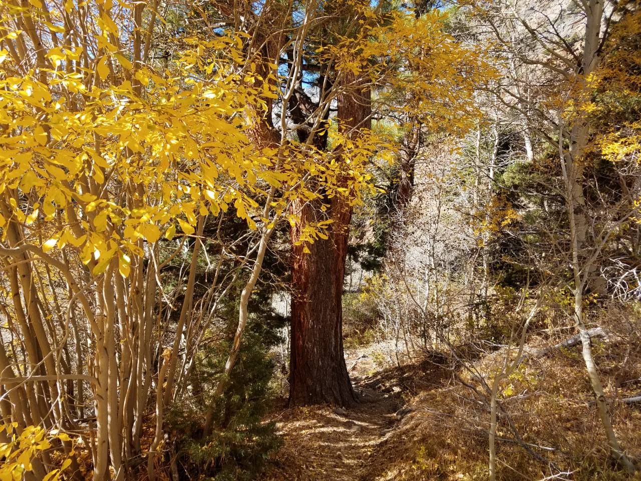 Discover Lundy Canyon