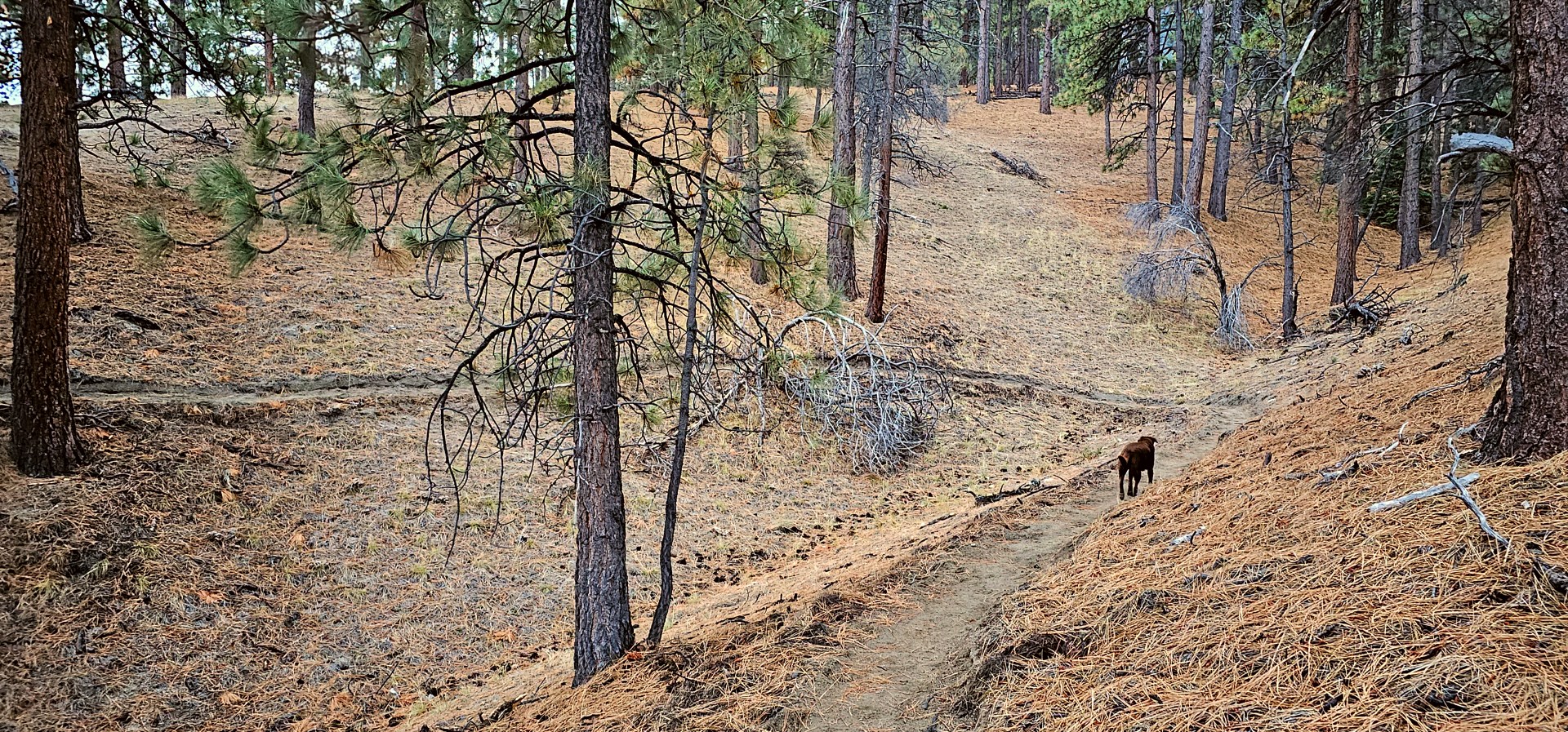 New Carson Valley Appaloosa Trail adds 1.1 miles of Tree-lined Mountain Fun